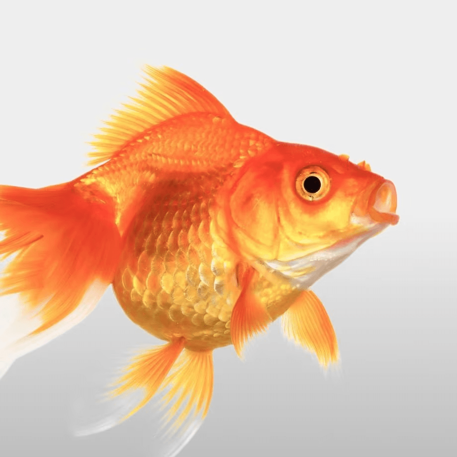 Fish – Hello Pets BD